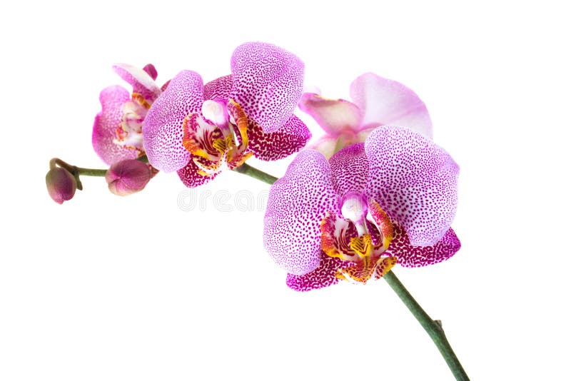Roze orchidee stock foto. Image of orchideeën, exotisch - 22662412