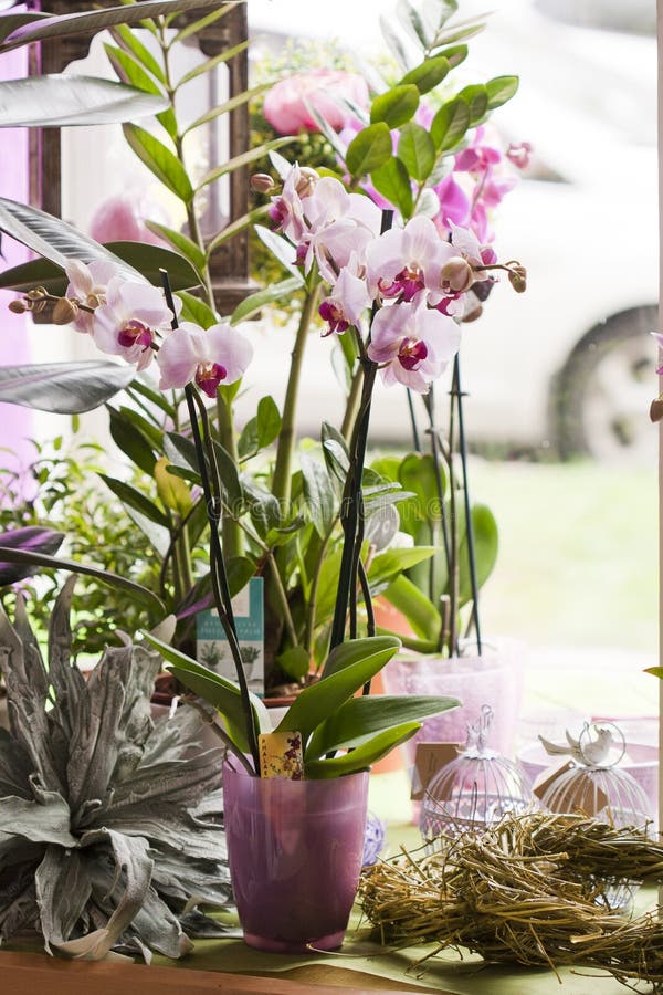 Roze Orchidee in Flowershop Stock Afbeelding - Image of schoonheid ...