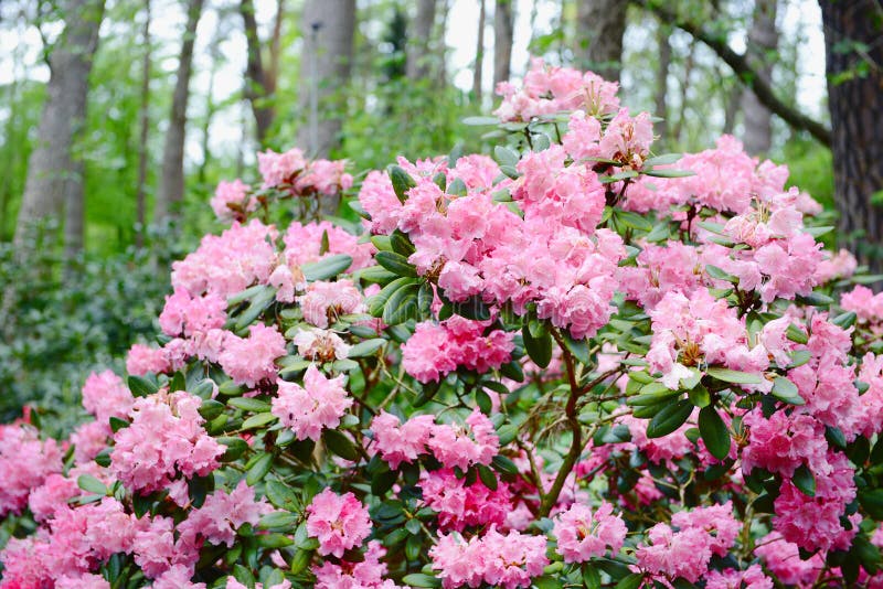Roze rododendron stock afbeelding. Image of tuin, tuinieren - 57326461