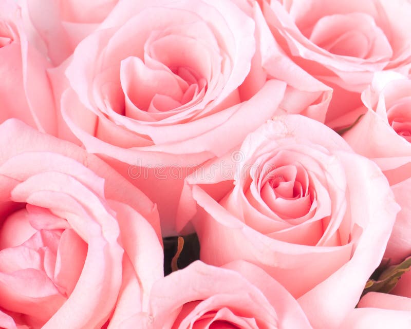 Roze rozen stock afbeelding. Afbeelding bestaande uit installatie ...