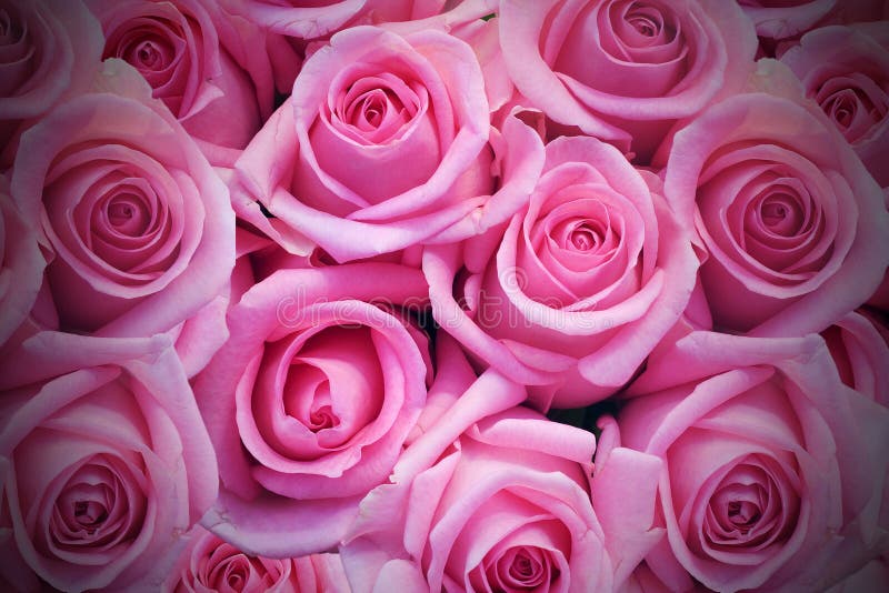 Roze rozen stock foto. Image of achtergrond, bloem, cadeau - 22743170