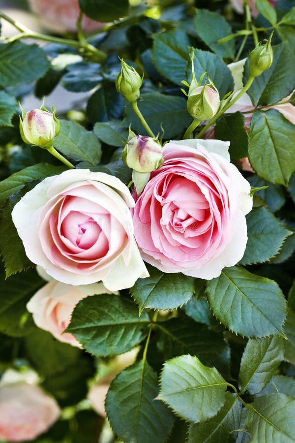 Roze rozen stock afbeelding. Image of vers, bloeien, tuin - 26465167