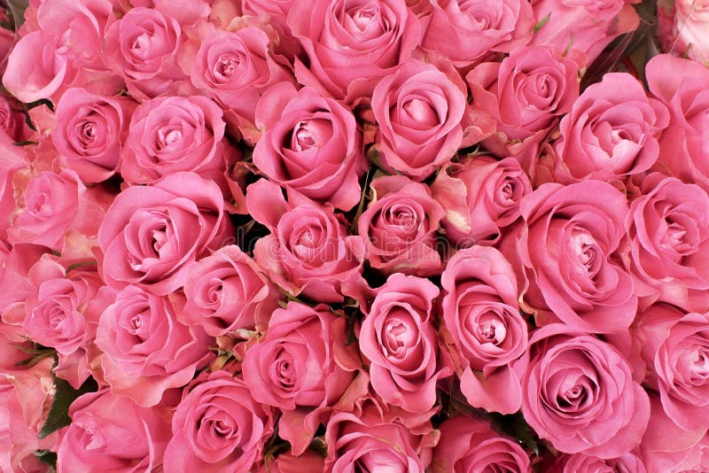 Roze rozen stock foto. Image of boeket, decoratie, bloei - 34705970