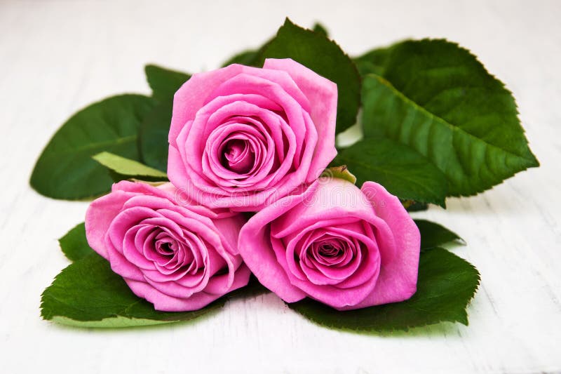 Roze rozen stock foto. Image of houten, schoonheid, textuur - 60769776