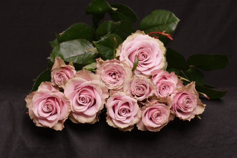 Roze Rozen Picture. Image: 671559