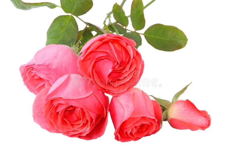 Twee Rozen stock afbeelding. Image of romaans, achtergrond - 16352899