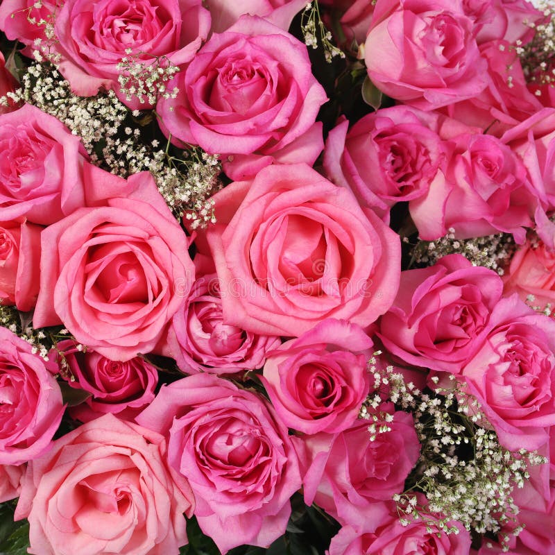 Roze rozen. Achtergrond stock afbeelding. Image of versheid - 37914447