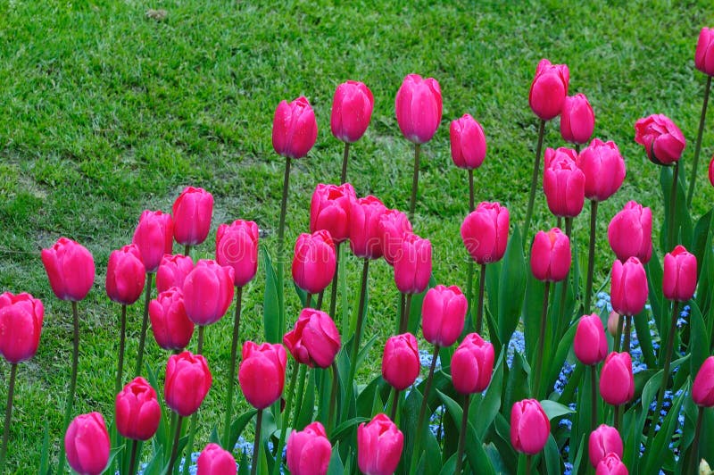 Roze tulp stock foto. Image of tuinieren, canada, bloemen - 13251748