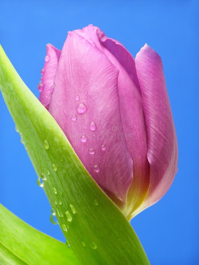 Roze tulp stock afbeelding. Image of bloemblaadje, roze - 3721025