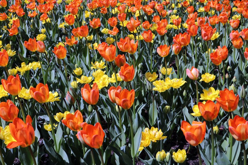 Roze tulp stock afbeelding. Image of niemand, kleurrijk - 34922621