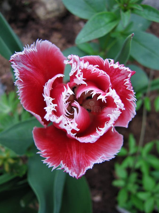 Roze tulp stock foto. Image of groen, tropisch, geel - 93584726