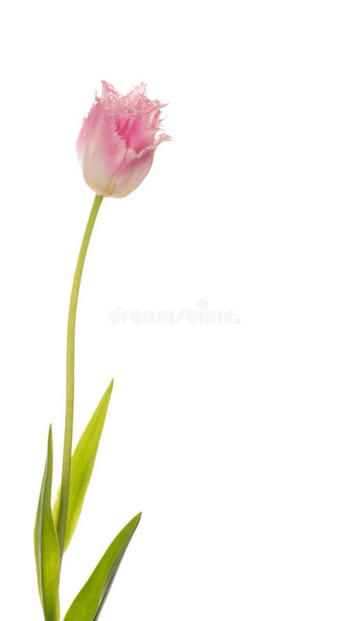 Roze Tulp Op Een Witte Achtergrond Stock Afbeelding - Afbeelding ...