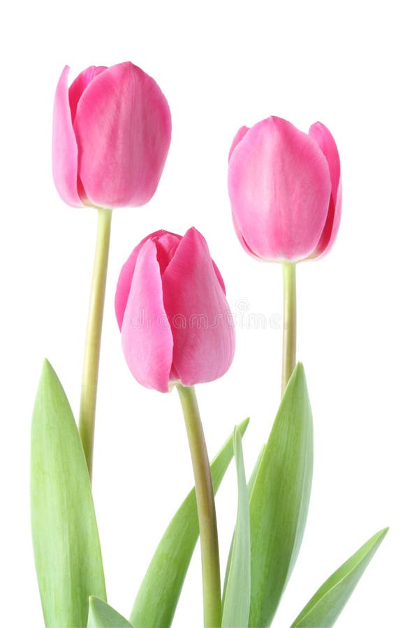 Roze tulpen stock afbeelding. Image of bloem, bloeien - 13409545
