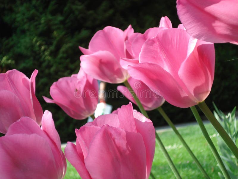 Roze tulpen stock afbeelding. Image of achtergrond, bloem - 2566049