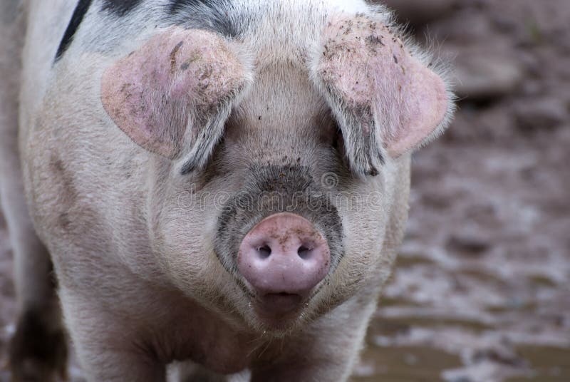 Roze varken stock foto. Image of zoogdieren, varkensachtig - 6497836