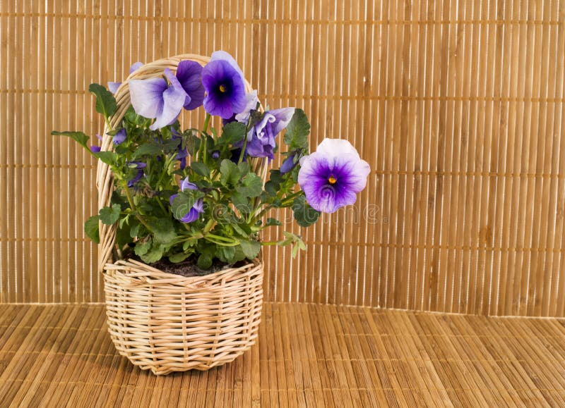 Blauwe Viooltjes in Witte Vazen Stock Afbeelding - Image of heden ...