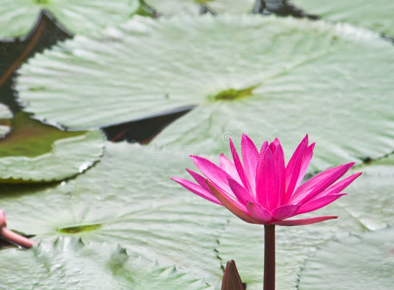 Rode waterlelie in meer stock foto. Image of mooi, naughty - 113901368