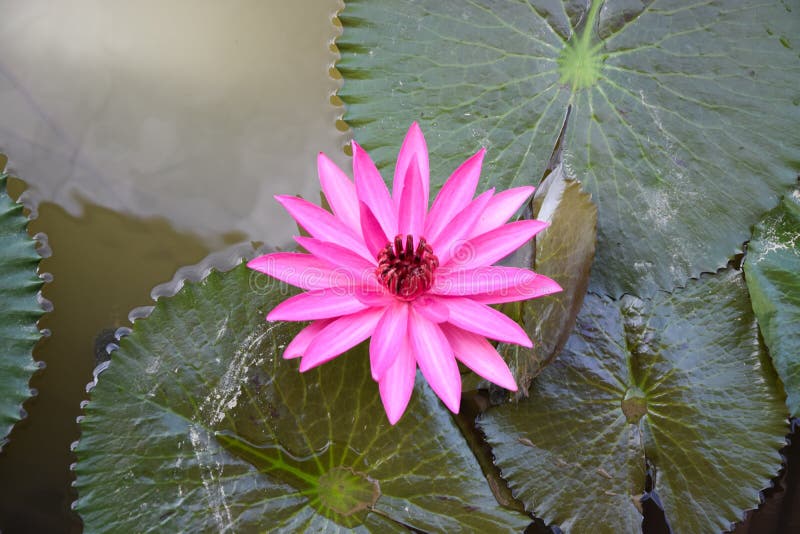 Rode Lotusbloem, Rode Waterlelie in Thailand Stock Foto - Image of ...