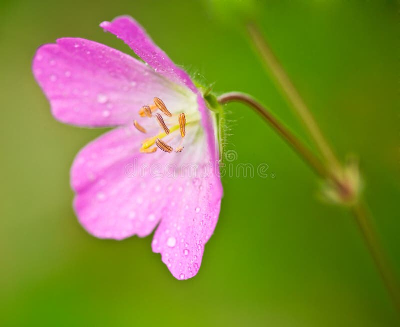 Roze Wilde Geranium (Geranium Maculatum) Stock Afbeelding - Image of ...