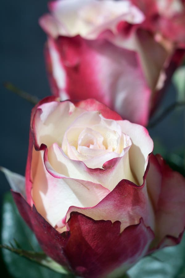 Roze witte rozen stock afbeelding. Image of bloemen - 105576491