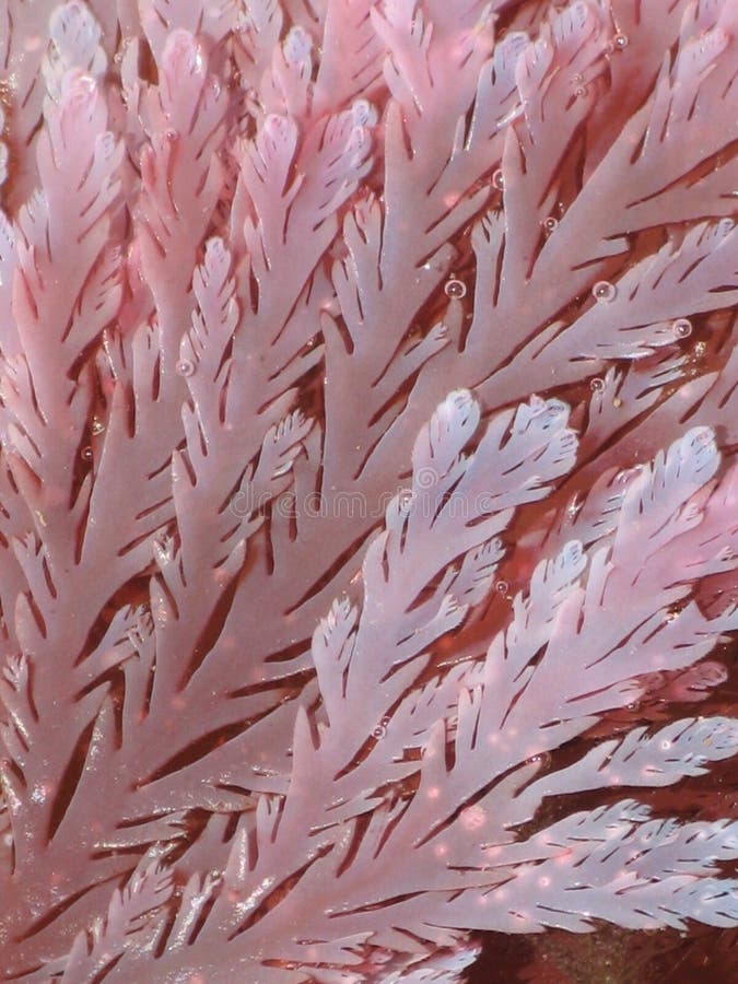 Roze Zeewier stock afbeelding. Image of kustlijn, oever - 6582031