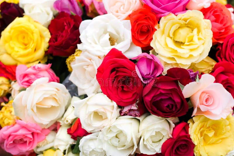 Rozen stock afbeelding. Image of blad, bloem, hartstocht - 12610999