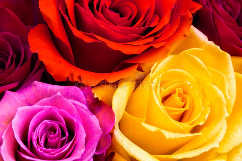 Rozen stock foto. Image of kleurrijk, nave, cadeau, sluit - 65141252