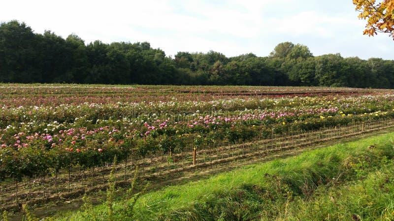 Rozen roses stock image. Image of colors, roses, colorado - 60374459