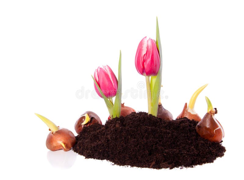 Roze rode tulpbollen stock afbeelding. Image of bollen - 18330189