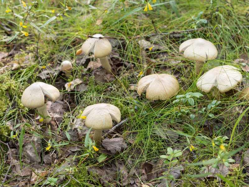 Rozites caperatus stock image. Image of color, yellow - 57930063