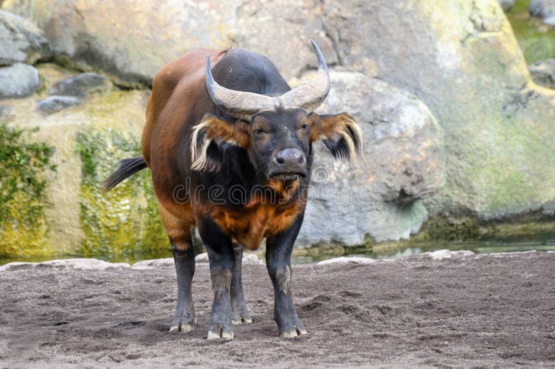 Rrd Forest Buffalo stock image. Image of space, ears - 34779651
