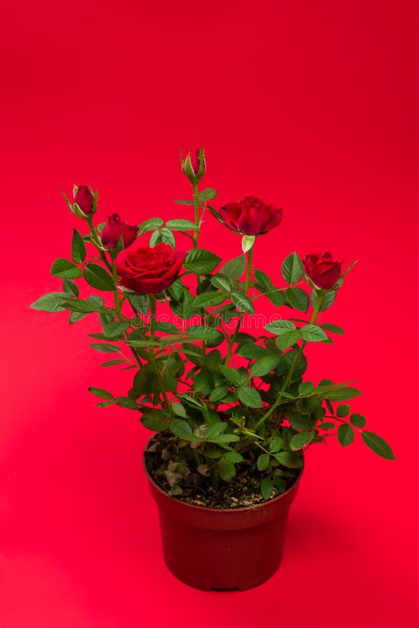 RRed Roses in a Pot on Red Background. Copy Space Stock Image - Image ...