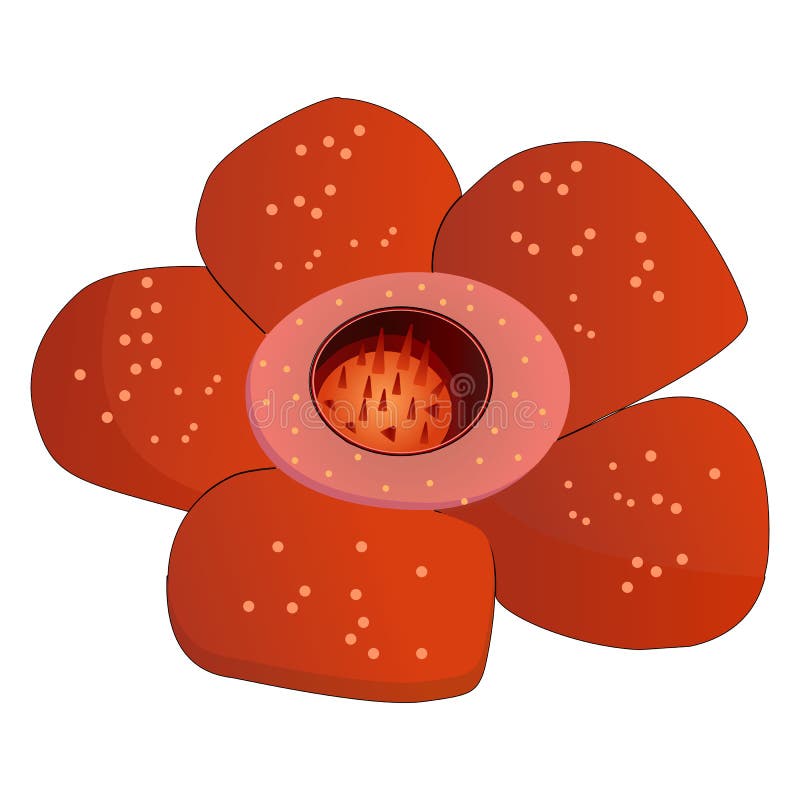 Rt and Illustration of Raflesia Arnoldi Flower Stock Vector ...