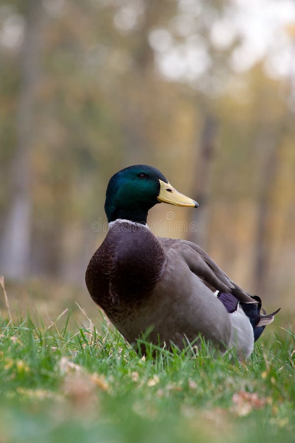 Rouen Drake imagen de archivo. Imagen de hojas, pato - 23626781