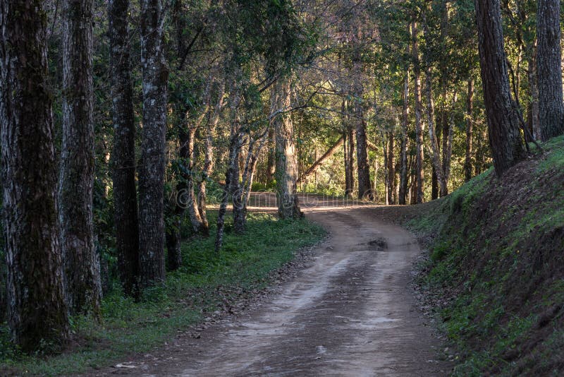Rual Road in Pine Tree Forest Stock Photo - Image of road, rural: 86524082