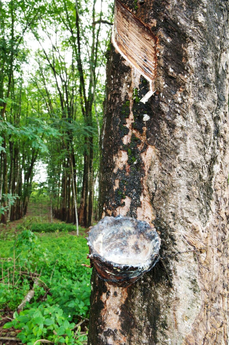 How To Draw Rubber Stock Photos - Free & Royalty-Free Stock Photos from ...