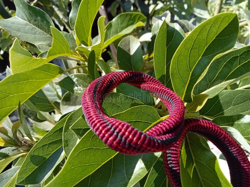 Rubber Band that Hangs on Tree Stock Photo - Image of band, rubberband ...