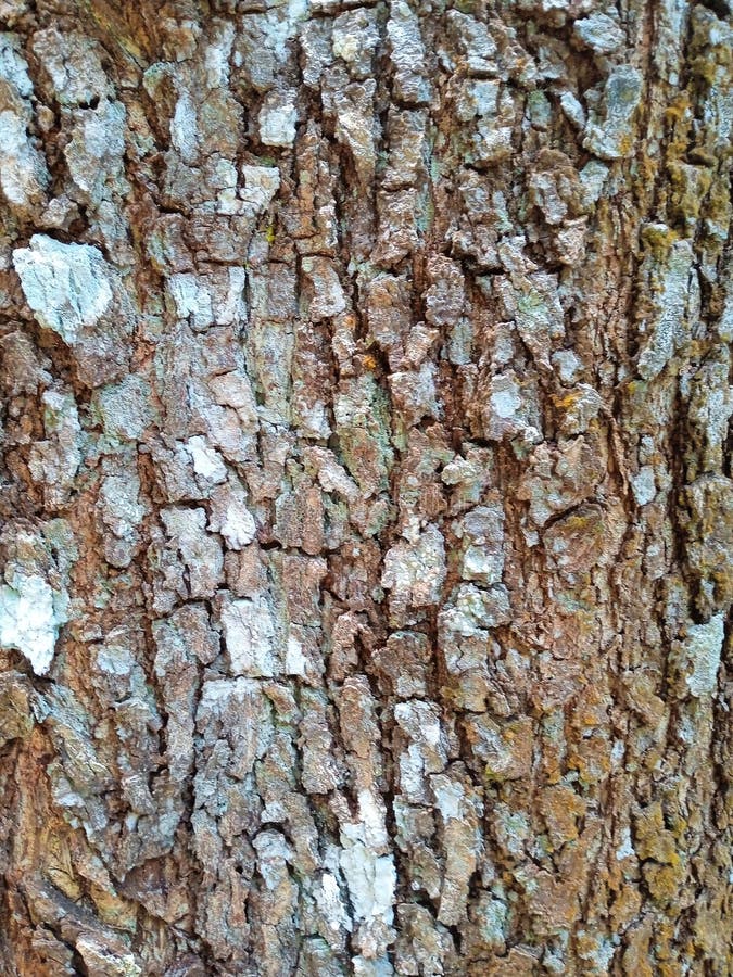 This Rubber Bark Looks Like it& X27;s Broken, but that& X27;s the ...