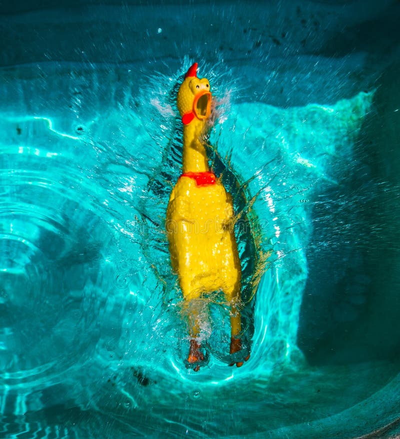 Rubber chicken with water stock image. Image of fool - 115383197