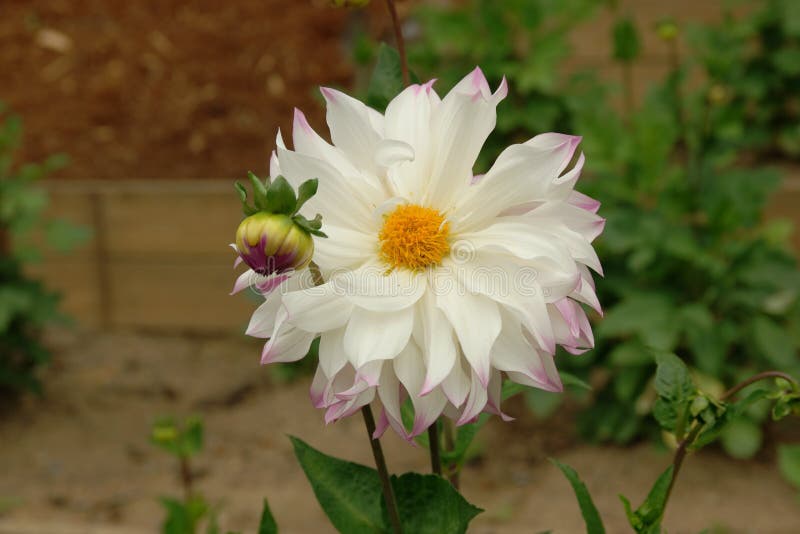 Stunning flower stock image. Image of conical, full - 116439989