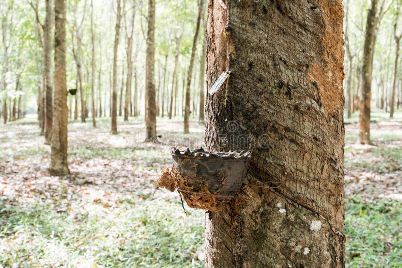 The Rubber Crop in the Tropics. Stock Image - Image of elastic ...