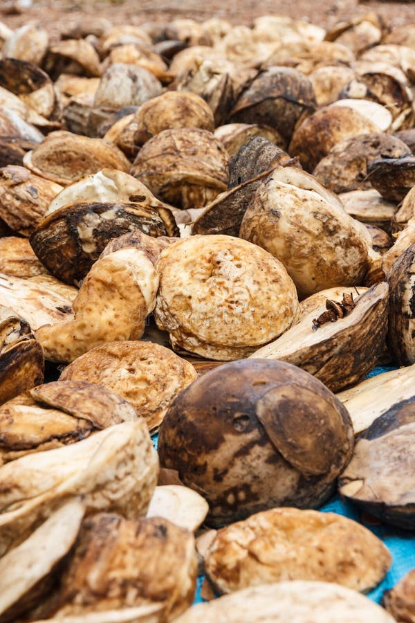 Rubber cup lump stock photo. Image of lump, sticky, farm - 40662476