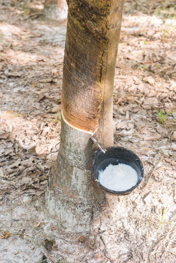 Rubber Tree and Latex stock photo. Image of plantation - 16771168