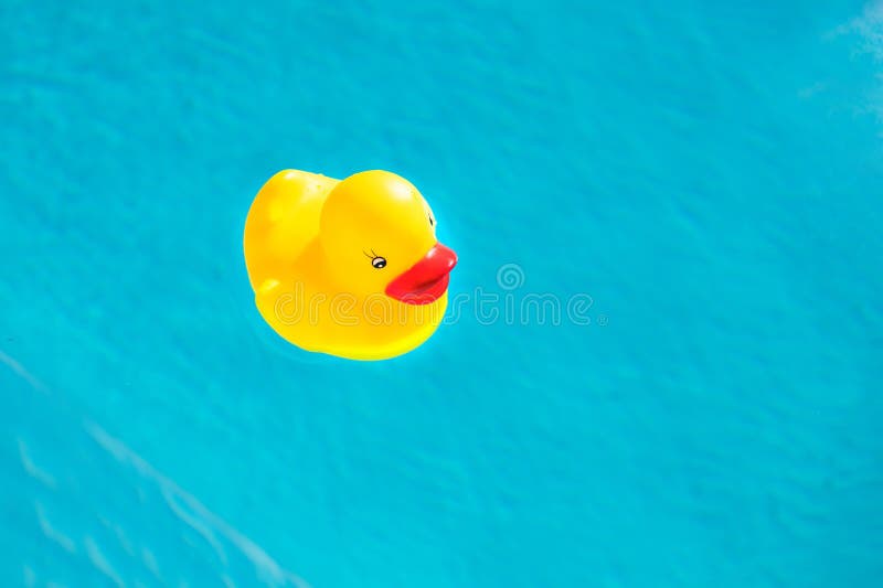 Rubber Duck in a Blue Swimming Pool Stock Image - Image of floating ...