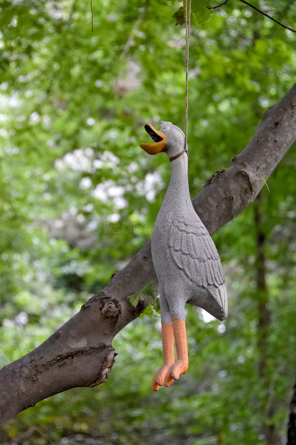 Rubber Duck Hanging from Tree Stock Photo - Image of sport, woodland ...