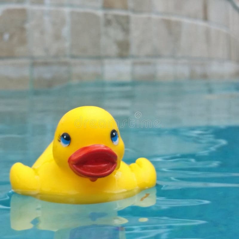 Rubber duck in pool stock photo. Image of rubber, ducky - 112513634