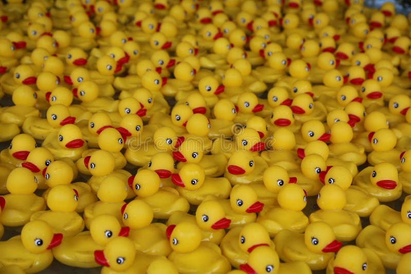 Rubber Duckies stock photo. Image of floating, toys, floaties - 82423200
