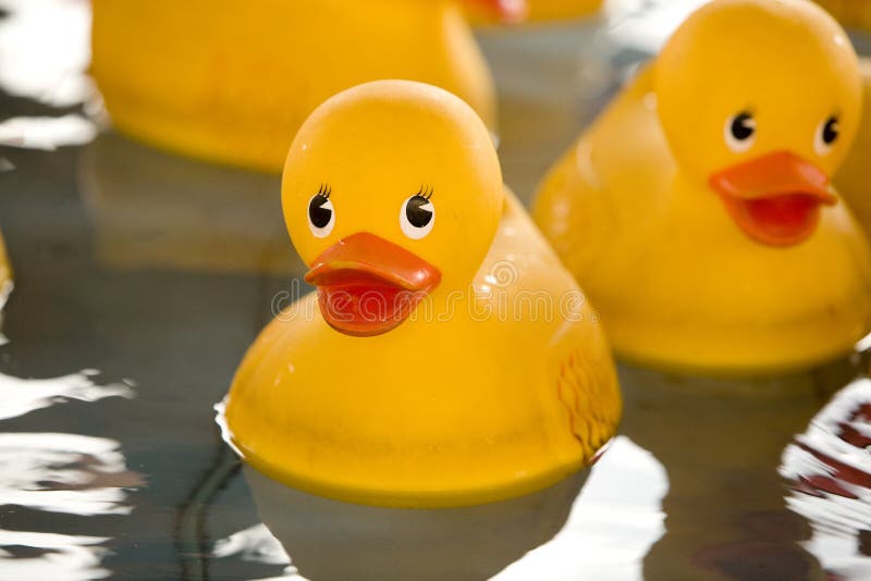 Rubber Ducks 3 stock image. Image of county, park, water - 4456557
