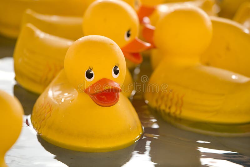Rubber Ducks 5 stock image. Image of toys, rubber, swim - 4459455