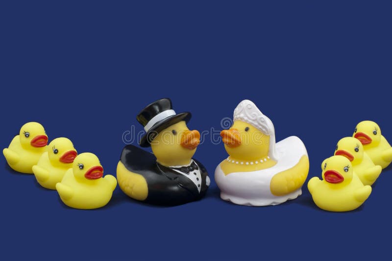 Wedding ducks 1 stock image. Image of ducks, wedding, official - 1241893